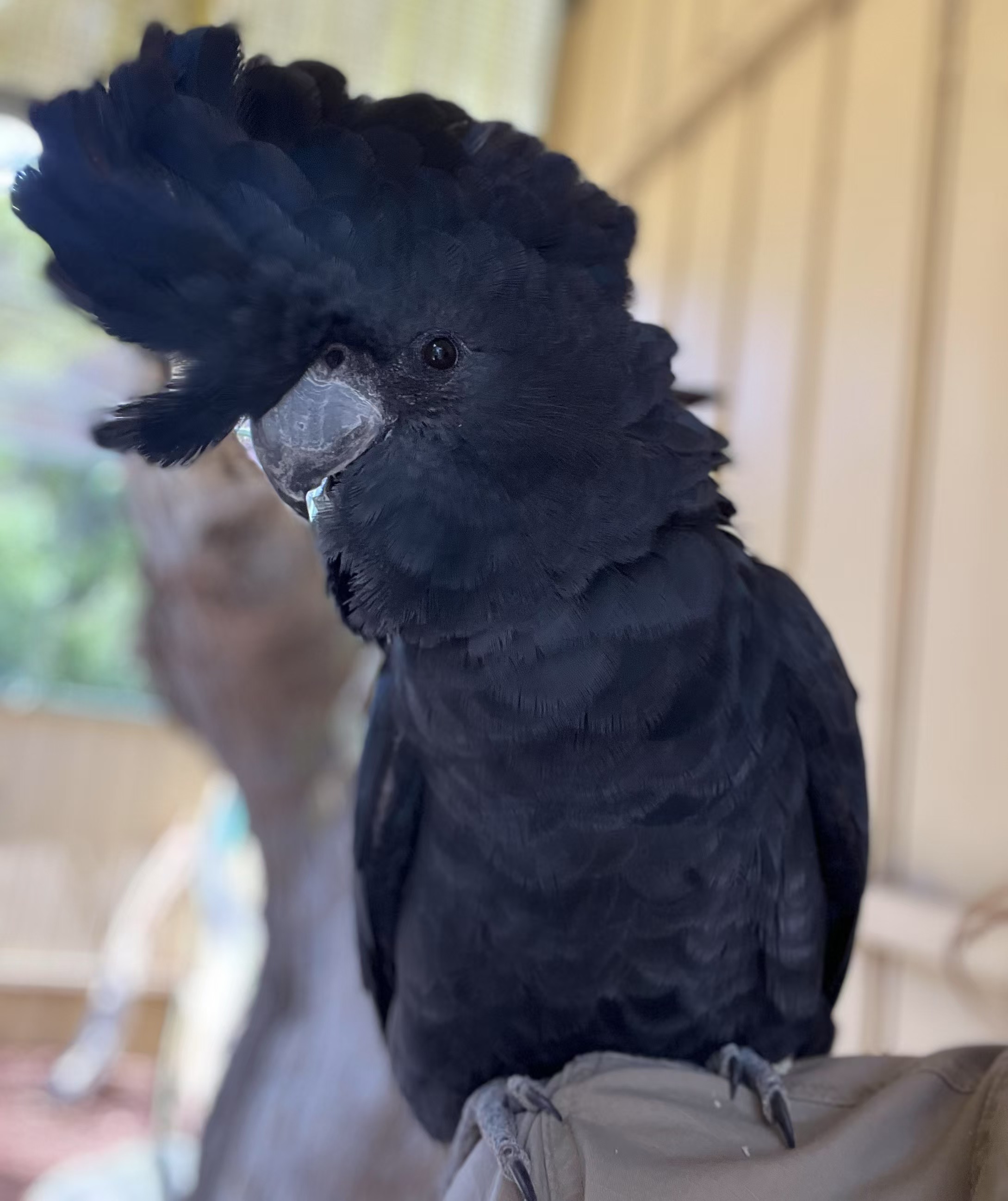 Aussie Legends | Meet Native Icons | Hobart Zoo & Aquarium